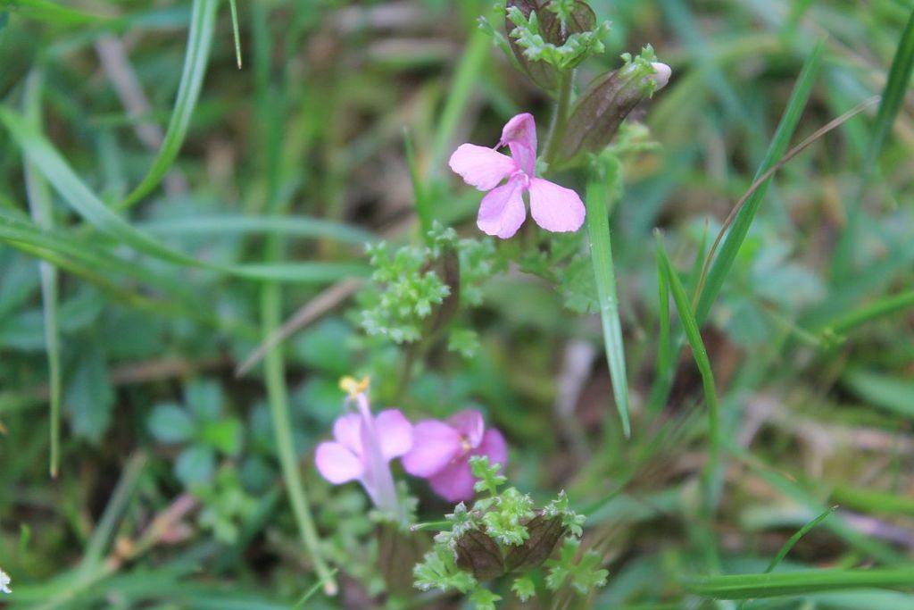 Common Lousewort from Shropshire, UK on June 27, 2021 at 09:24 AM by ...