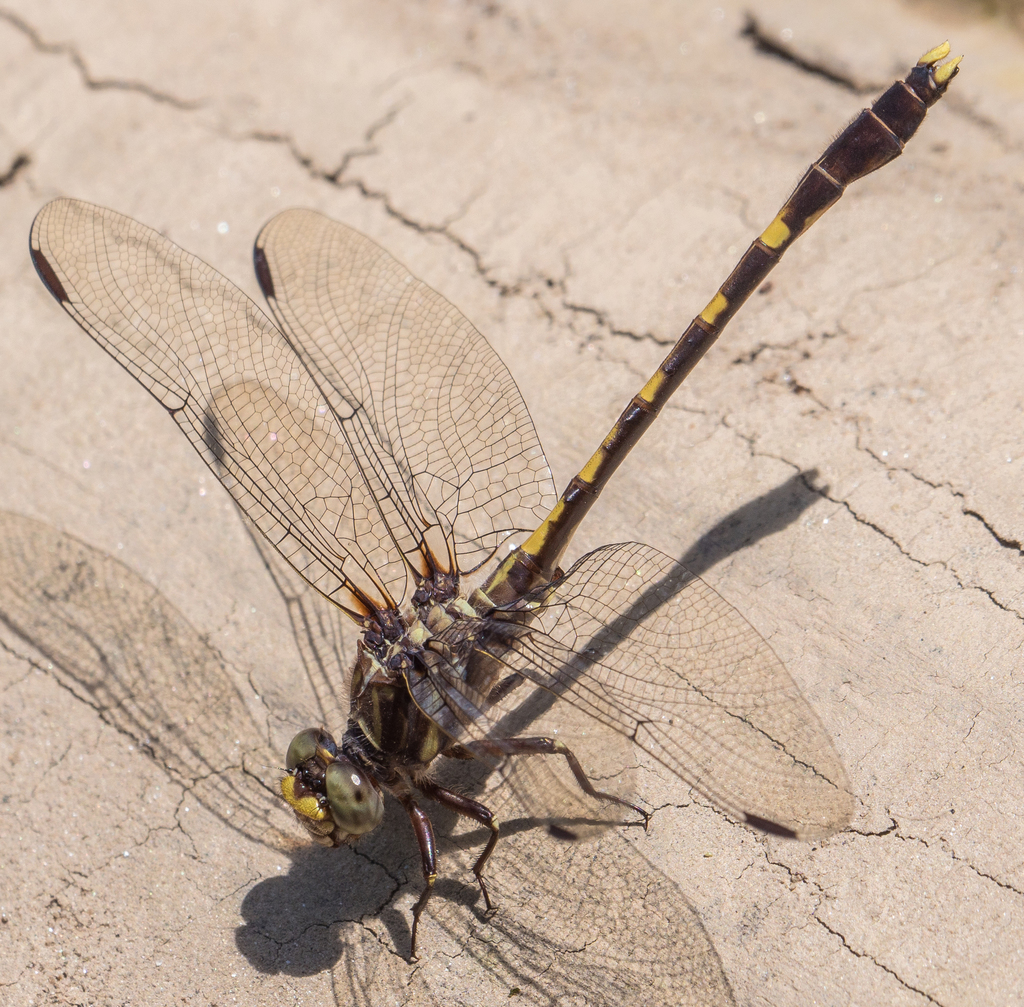 Common Sanddragon from Bailey's Bridge area, Patuxent Research Refuge ...