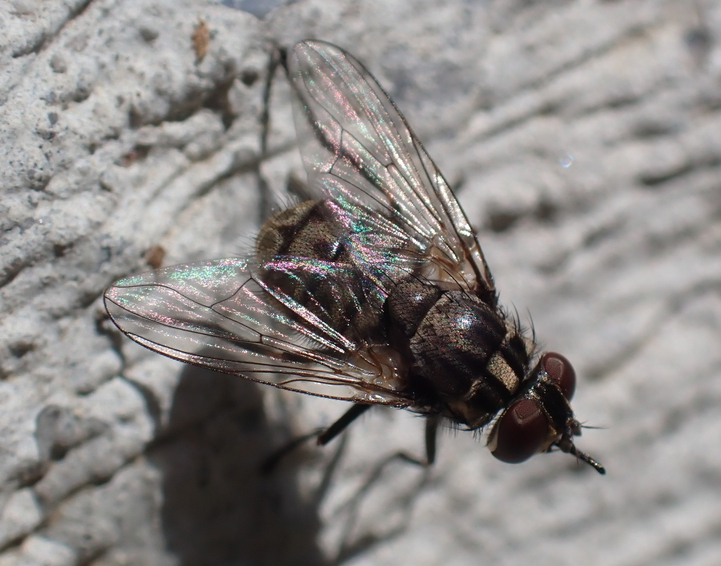 Stable Fly from Bradley County, TN, USA on June 27, 2021 at 10:42 AM by ...