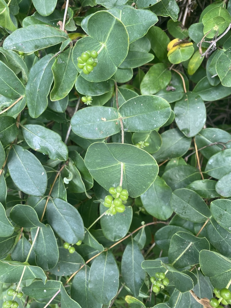 coral honeysuckle from Lemons Dr, Cedar Hill, TX, US on June 27, 2021 ...