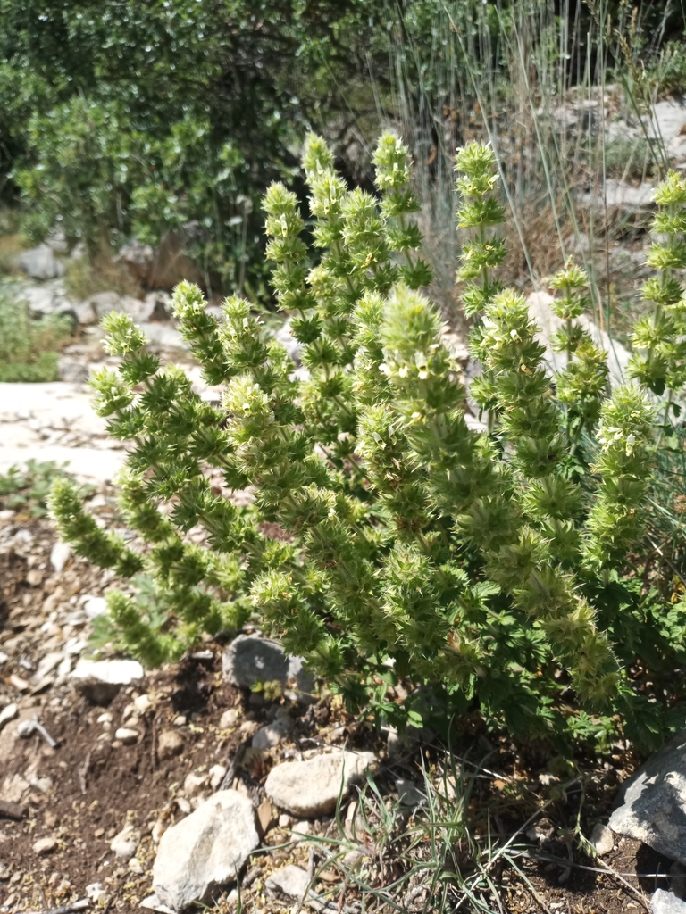 Hairy Ironwort from Girona, ES-CT, ES on June 24, 2021 at 03:21 PM by ...
