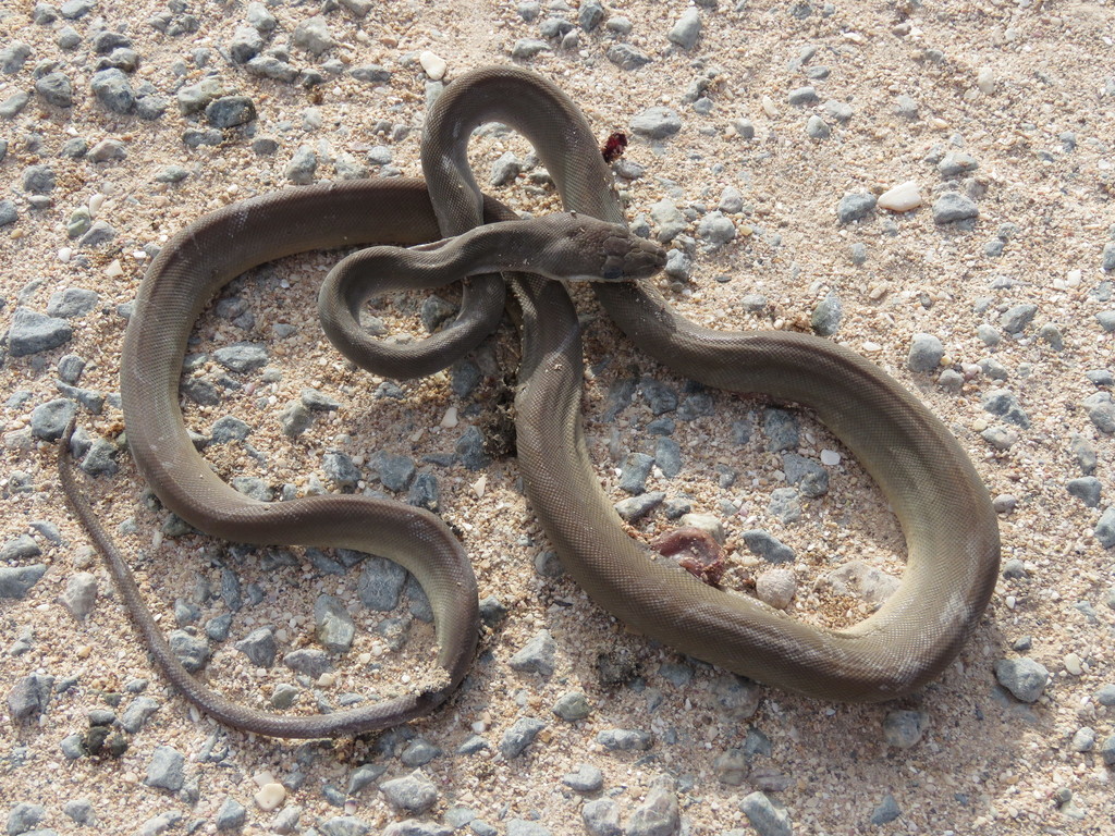 Pilbara Olive Python in March 2020 by Richard D Reams · iNaturalist
