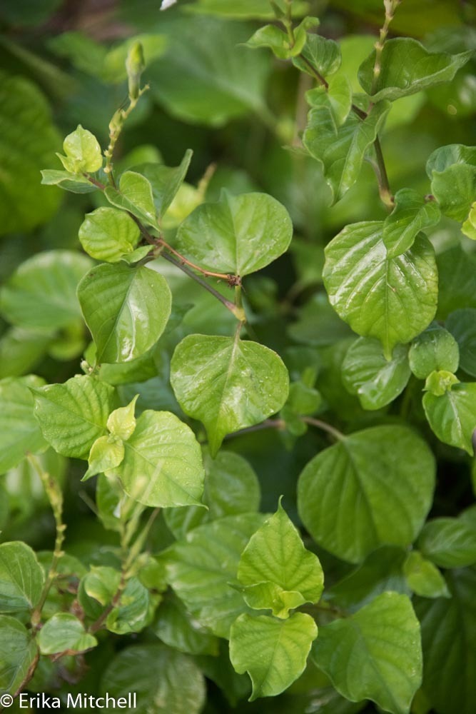 Asian Coromandel (Asystasia gangetica) - Botanical Realm