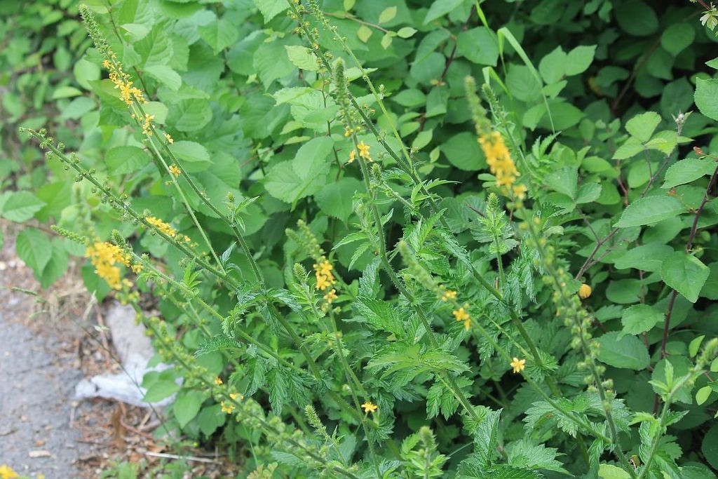 common agrimony from Dudley, UK on June 27, 2021 at 03:19 PM by Andrew ...
