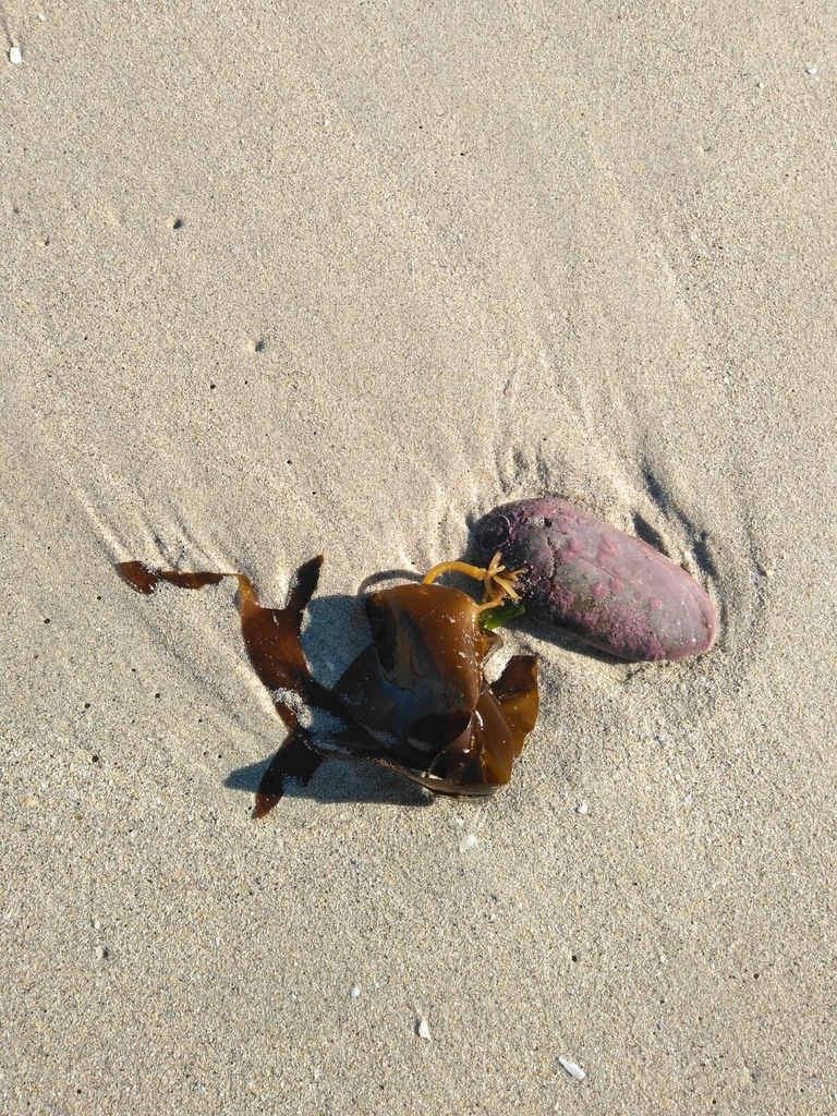 Otter shell from 15155 Fisterra, Fisterra, Galicia, ES on March 4, 2018 ...