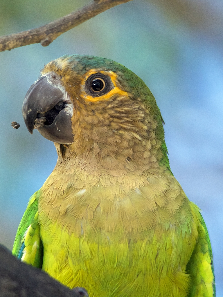 Brown-throated Parakeet (Aruba) from Noord, Aruba on March 1, 2018 at ...
