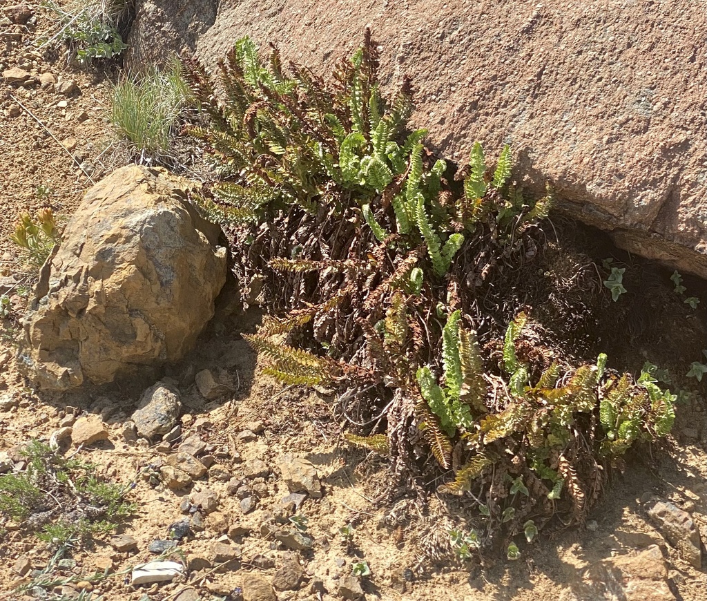 shield ferns from Shasta-Trinity National Forest, Weed, CA, US on June ...