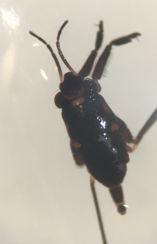 Rheumatobates clanis · iNaturalist