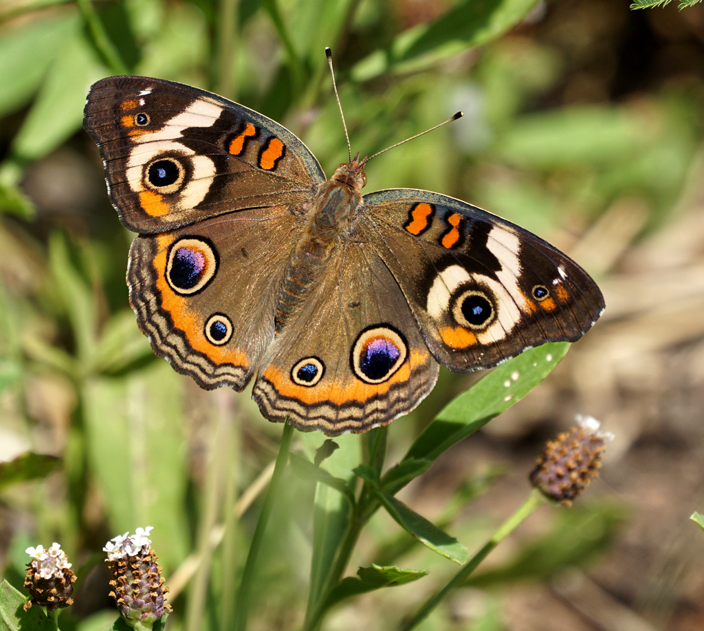 Common Buckeye from Waco, TX, USA on June 27, 2021 at 01:54 PM by John ...