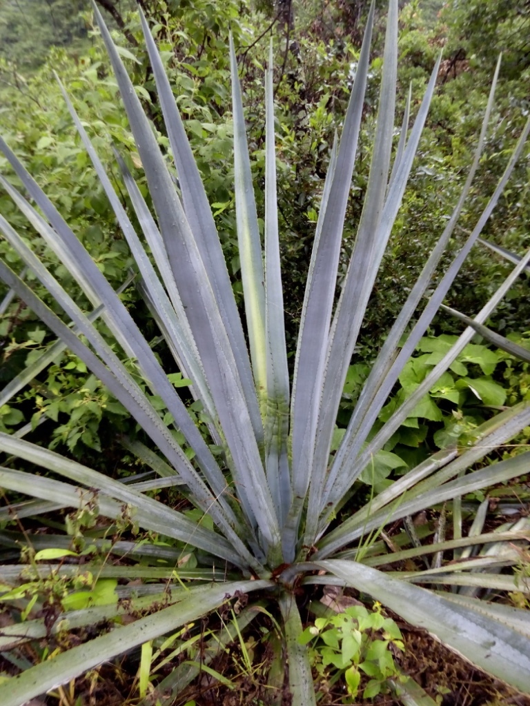 Tequila Agave from Las Peñas, Villa Sola de Vega, Oax., México on ...
