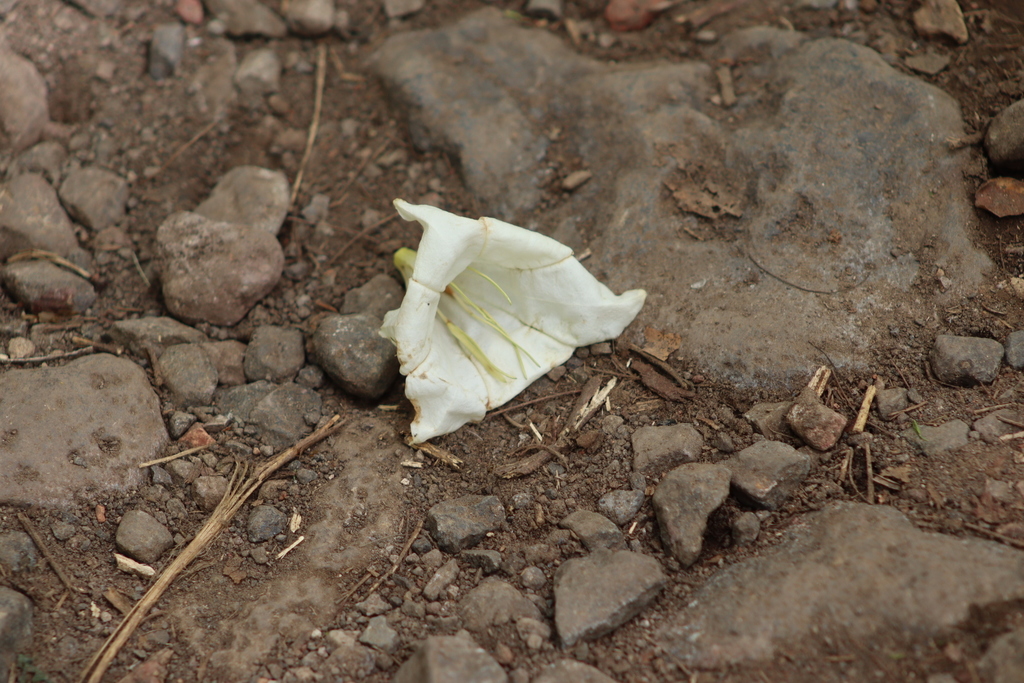 Hintonia latiflora from Guadalajara, Jal., México on June 27, 2021 at ...