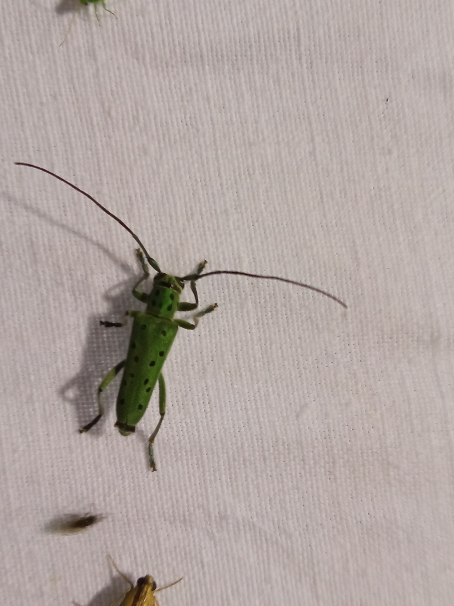 Saperda punctata (Linnaeus, 1767)