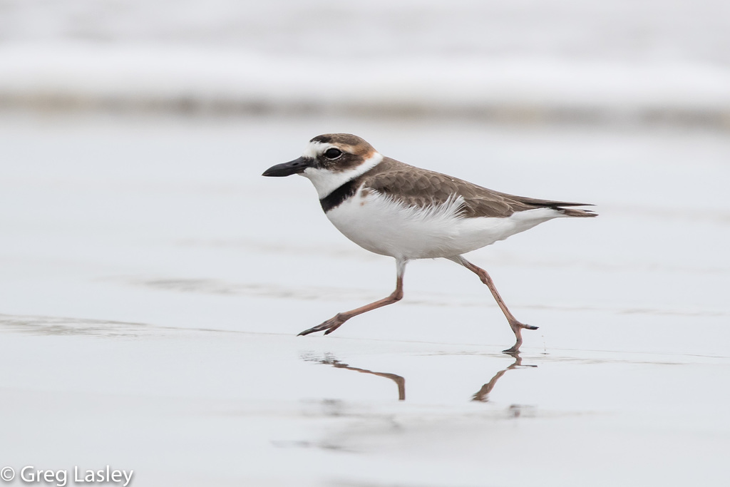 Charadrius wilsonia (Birds of Montserrat) · iNaturalist
