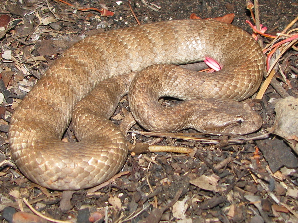 Northern Death Adder (Snakes of the Townsville Region ) · iNaturalist