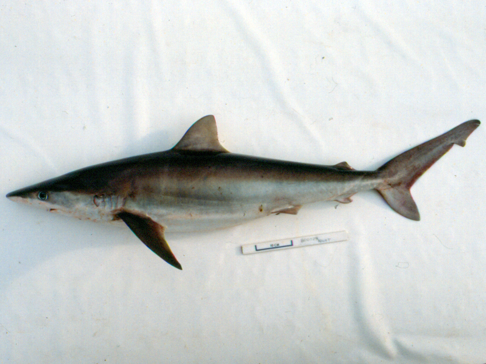 Night Shark (Carcharhinus signatus) - Marine Life Identification