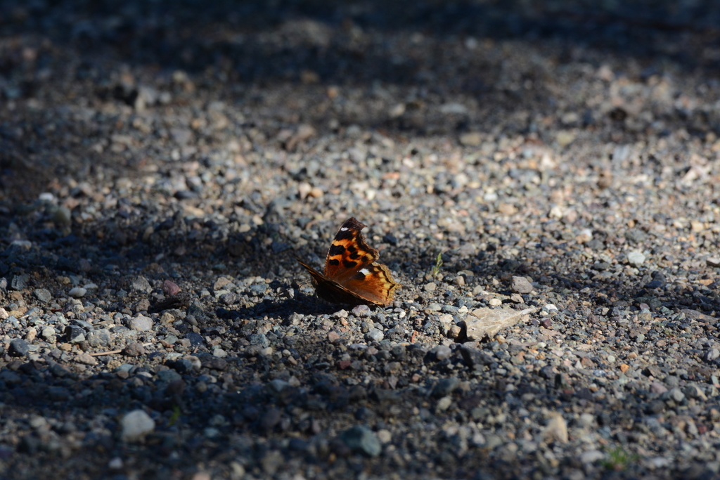 Compton Tortoiseshell from Fraser-Fort George, CA-BC, CA on September 4 ...