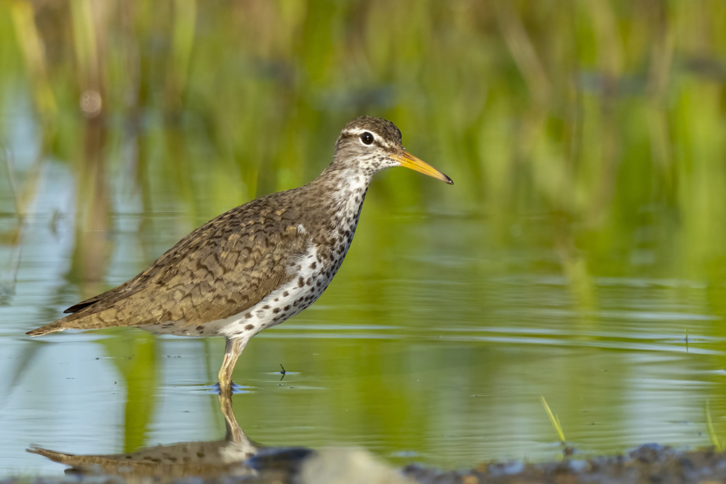 Spotted Sandpiper (Wildlife and Wildflowers of Central Texas - Birds ...