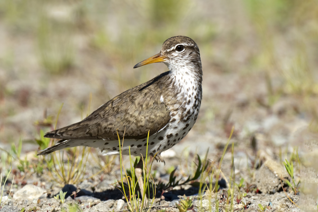 Spotted Sandpiper (Wildlife and Wildflowers of Central Texas - Birds ...