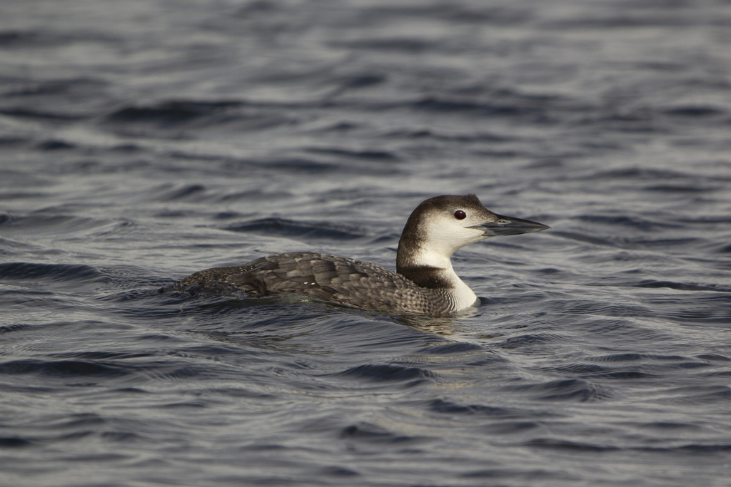 Common Loon (Wildlife and Wildflowers of Central Texas - Birds ...