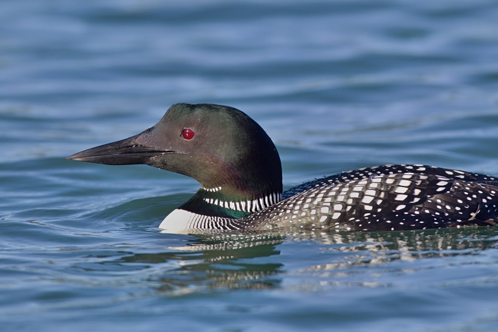 Common Loon (Wildlife and Wildflowers of Central Texas - Birds ...