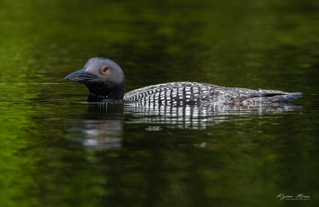 Common Loon (Wildlife and Wildflowers of Central Texas - Birds ...