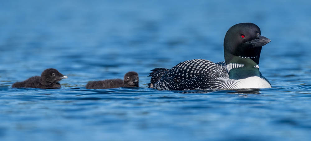 Common Loon (Wildlife and Wildflowers of Central Texas - Birds ...