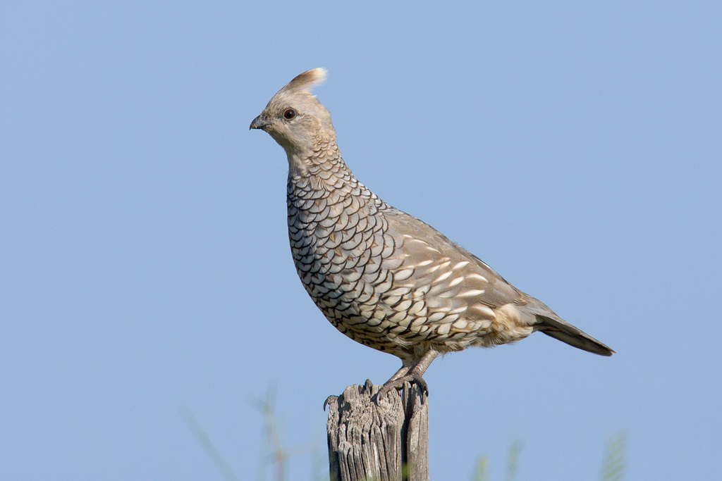 Scaled Quail (Birds of Colorado) · iNaturalist