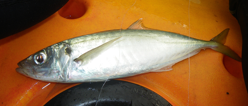 Indian Scad (Decapterus russelli) · iNaturalist Guatemala