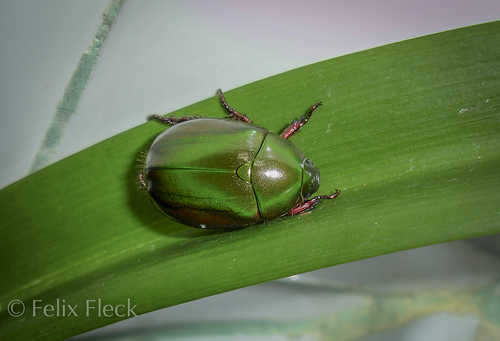 Anomala grandis · iNaturalist