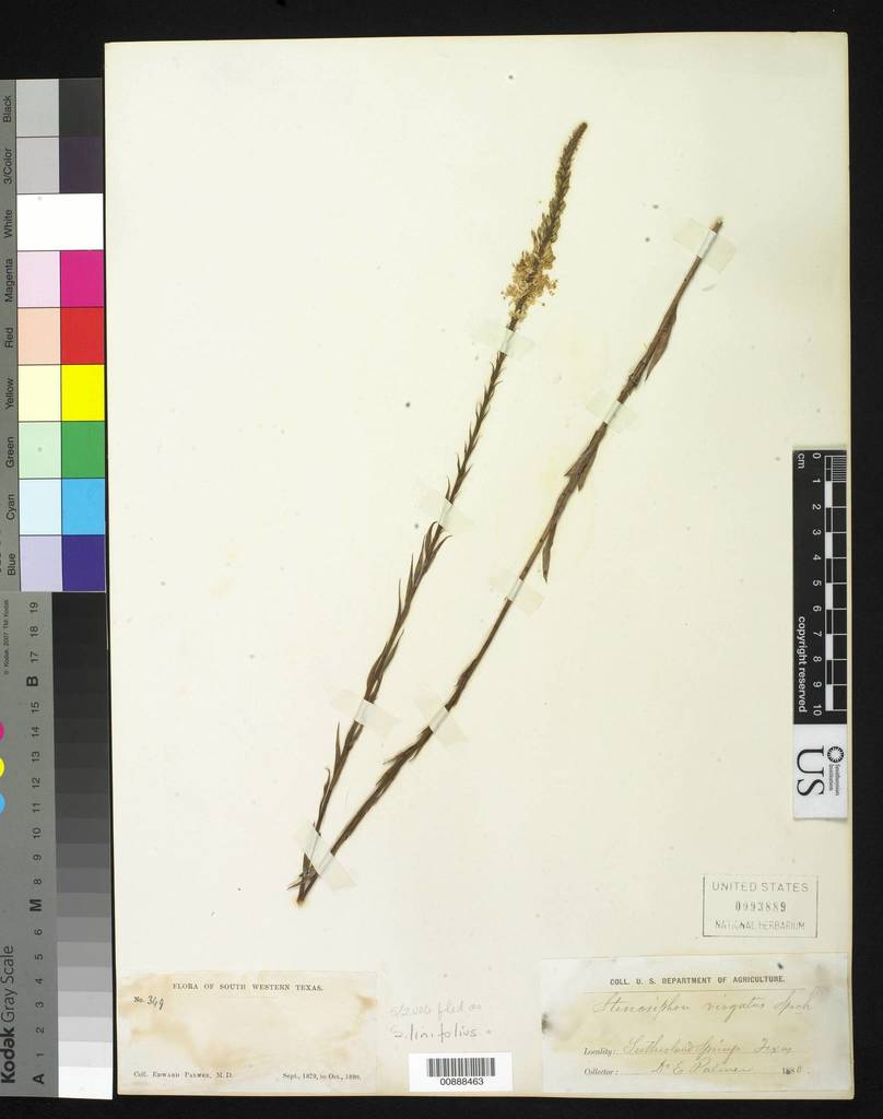 False Gaura (Wildflowers of Eisenhower State Park) · iNaturalist