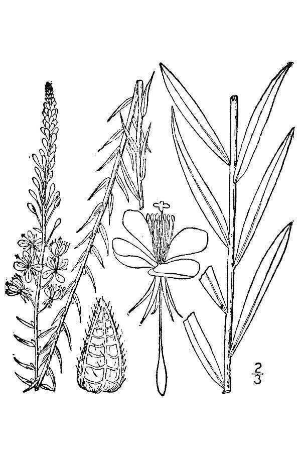 False Gaura (Wildflowers of Eisenhower State Park) · iNaturalist