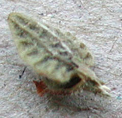 False Gaura (Wildflowers of Eisenhower State Park) · iNaturalist