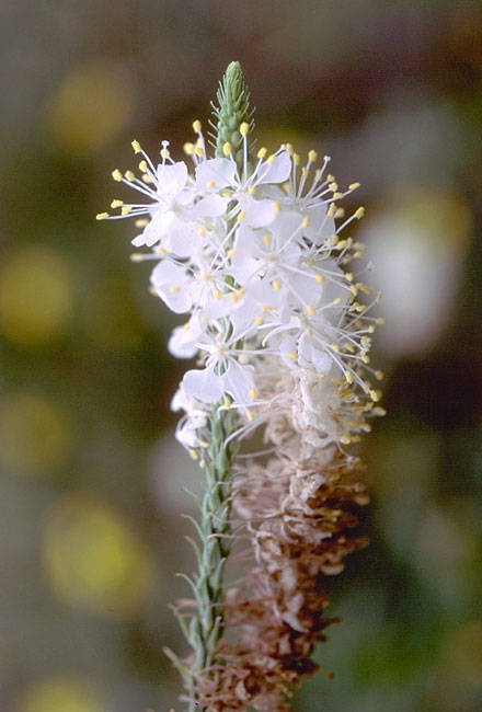 False Gaura (Wildflowers of Eisenhower State Park) · iNaturalist