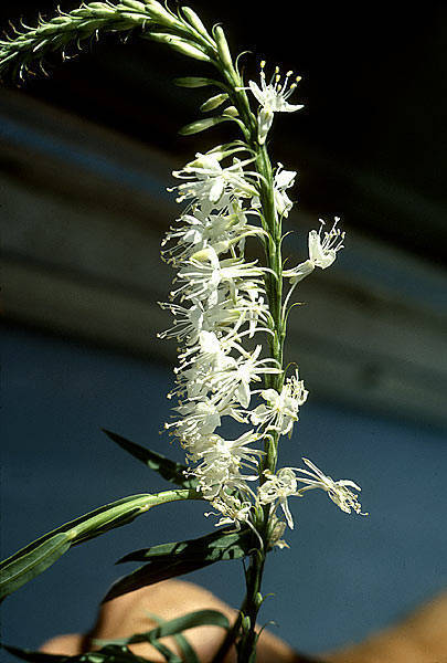 False Gaura (Wildflowers of Eisenhower State Park) · iNaturalist