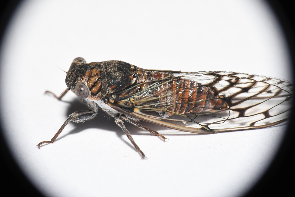 Little Mesquite Cicada (Pacarina puella) (Wildlife of the United States ...