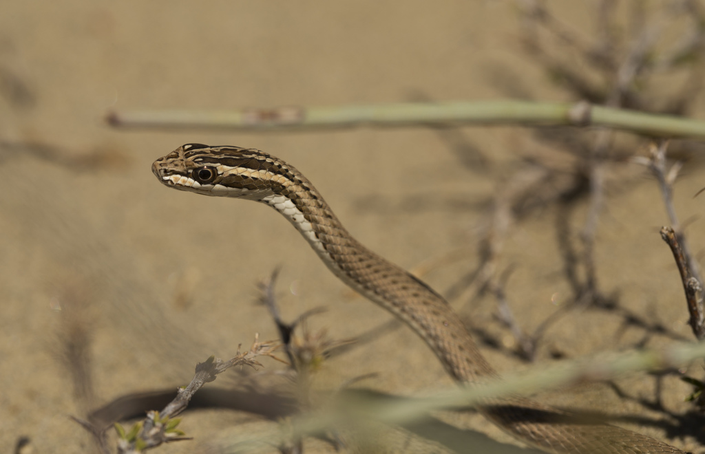 Steppe Ribbon Racer from Тонский район, Киргизия on June 19, 2021 at 10 ...