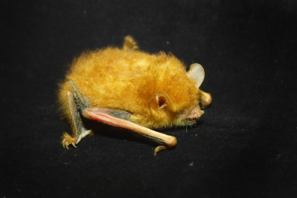 Harrison's Tube-nosed Bat (Murina harrisoni) - Know Your Mammals