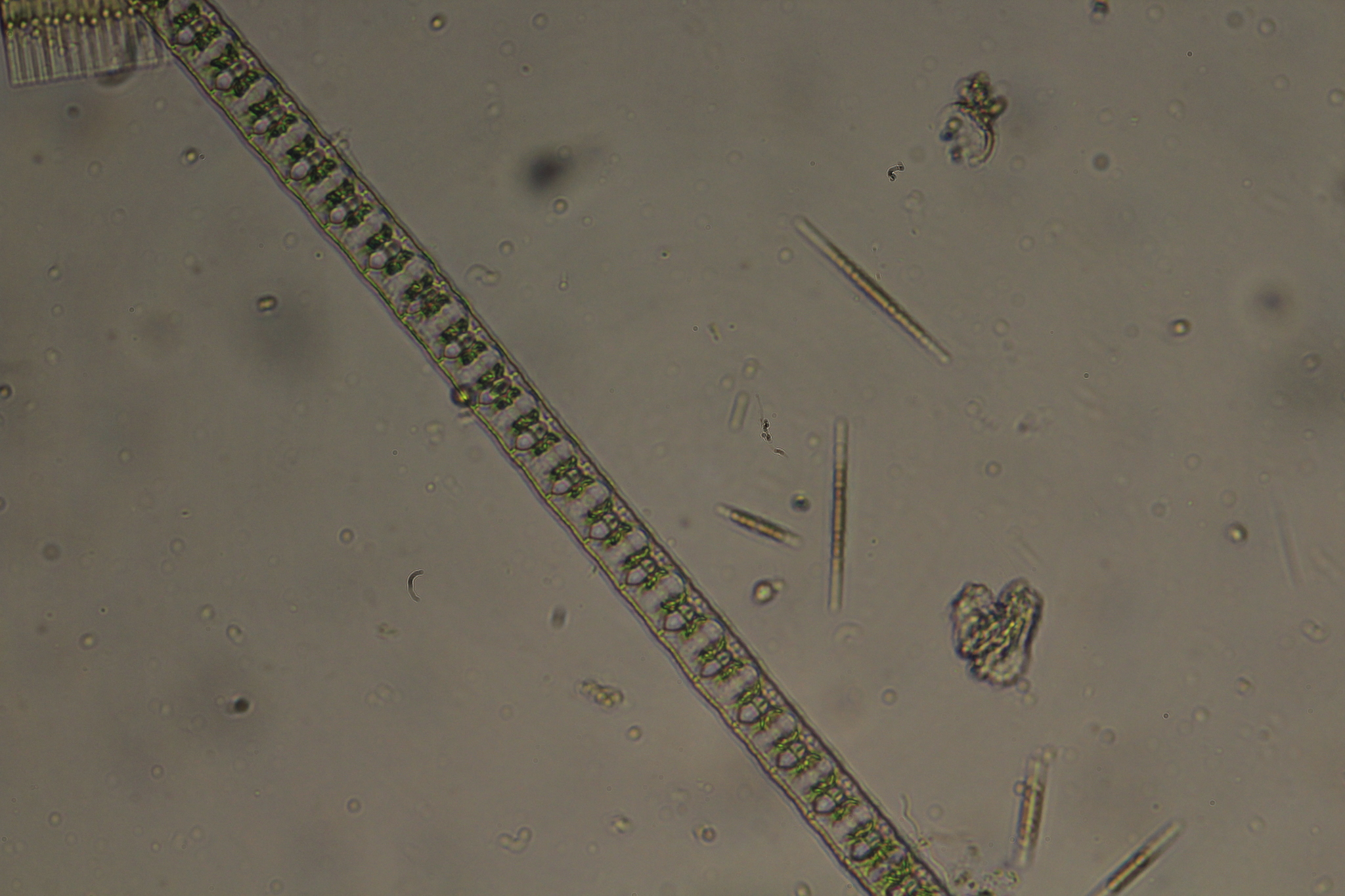 Desmidium C.Agardh ex Ralfs, 1848