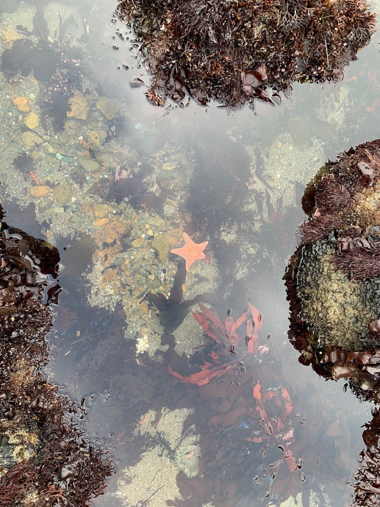 Bat Star from San Mateo, California, United States on June 26, 2021 at ...