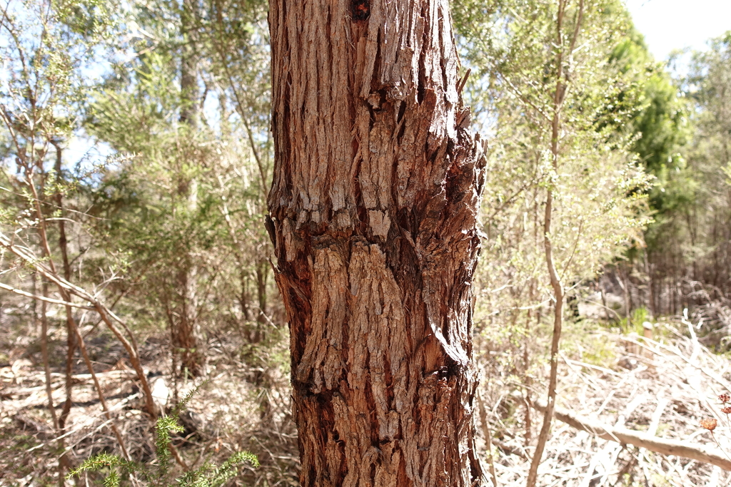 Mealy Stringybark from Melbourne VIC, Australia on March 6, 2018 at 02: ...