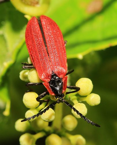 Padrecitos (Lycostomus)