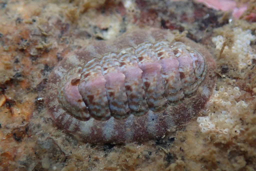 Red Mail-shell (Chitons of the United States) · iNaturalist