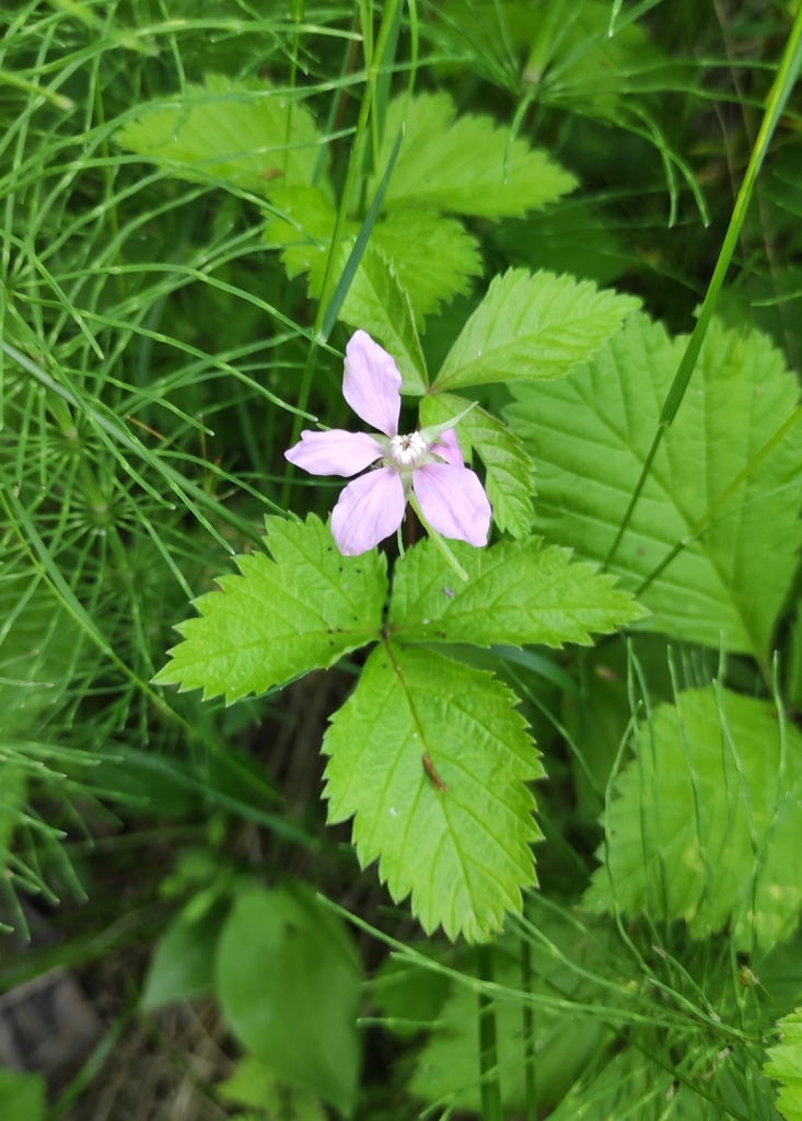 Arctic raspberry from Иркутская обл., Россия, 665828 on June 26, 2021 ...
