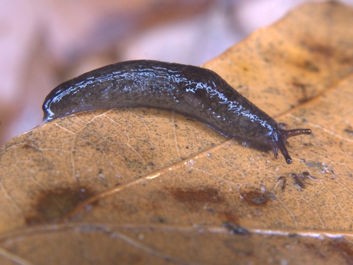 Marsh Slug (Land Snails and Slugs of San Francisco) · iNaturalist