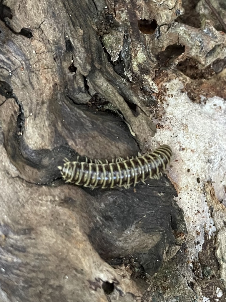 Traveling Cherry Millipede from Hilton Head Island, Hilton Head Island ...