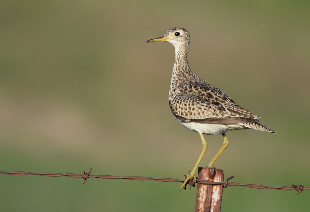 Upland Sandpiper (Wildlife and Wildflowers of Central Texas - Birds ...