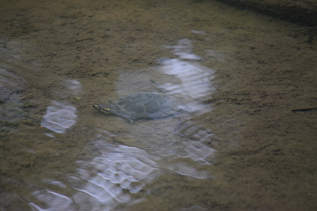 Eastern Musk Turtle from Sussex County, DE, USA on June 25, 2021 at 04: ...