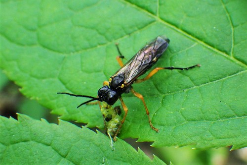 Tenthredo leucostoma · iNaturalist