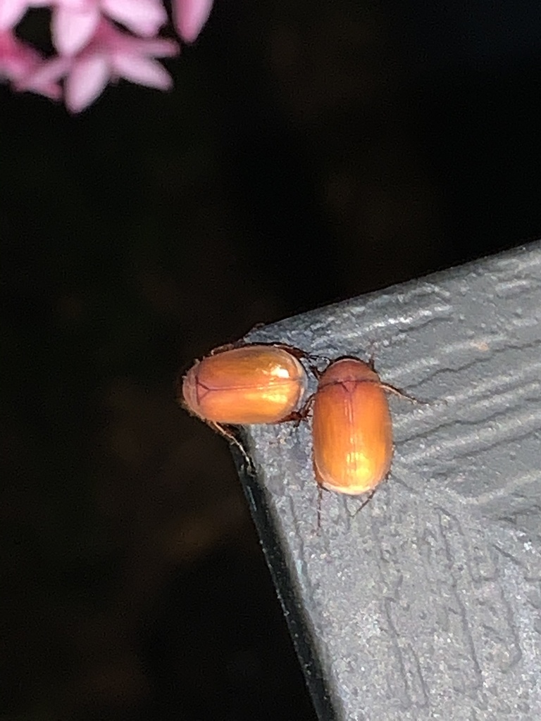 Asiatic Garden Beetle from W Laurel St, Georgetown, DE, US on June 27 ...