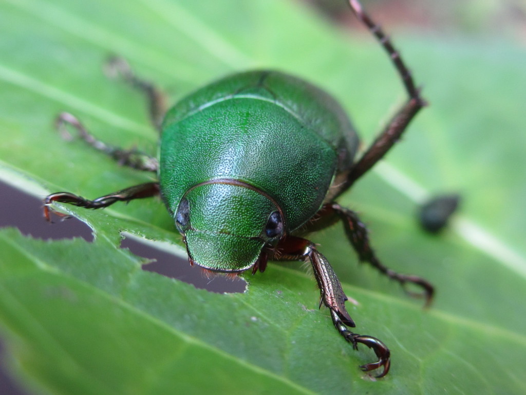 Green Chafer from 日本、〒140-0003 東京都品川区八潮 on June 27, 2021 by i164 ...